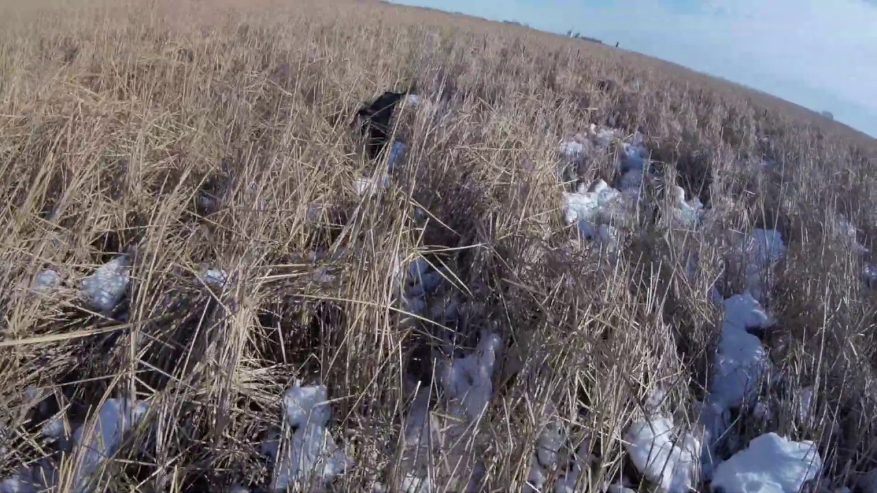 Pheasant hunting in Iowa 2019 - YouTube