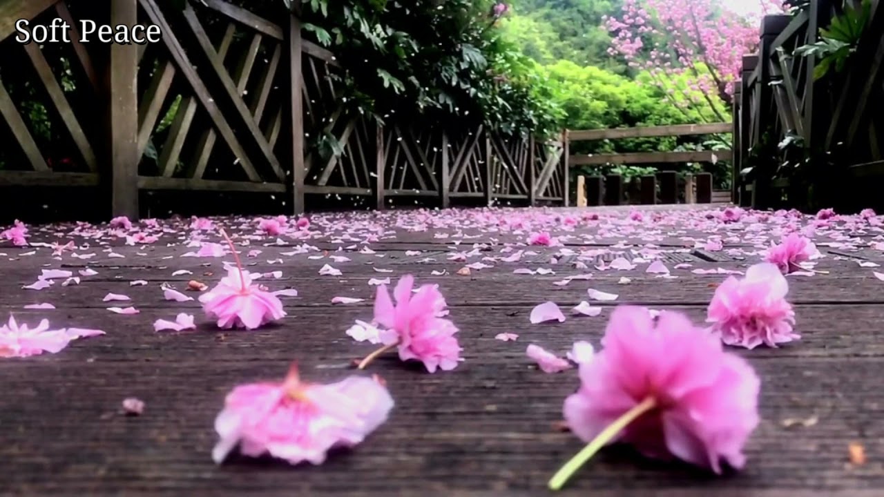 Nature - Breathtaking Beauty of Nature 4K ~ Soft Peace - YouTube