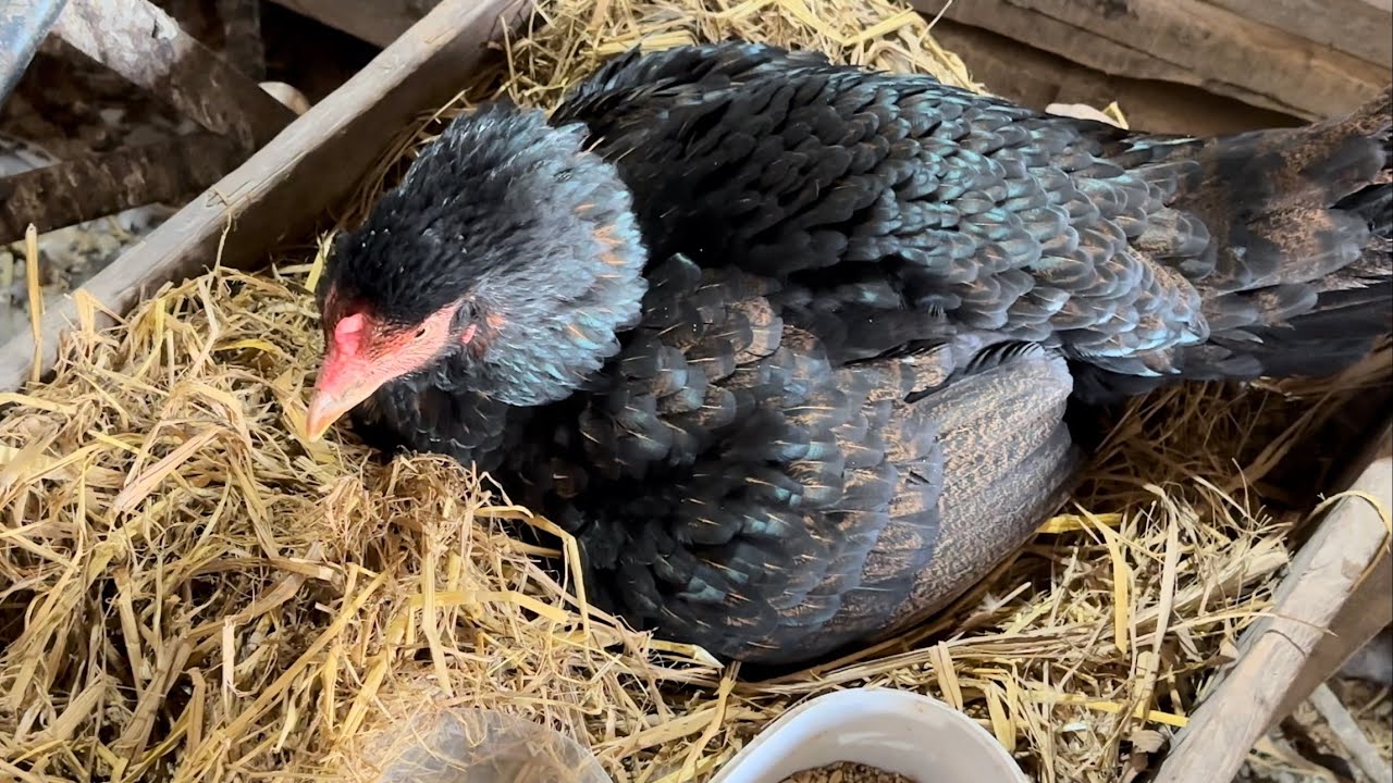 Start a business with a free-range chicken farming model - poultry ...