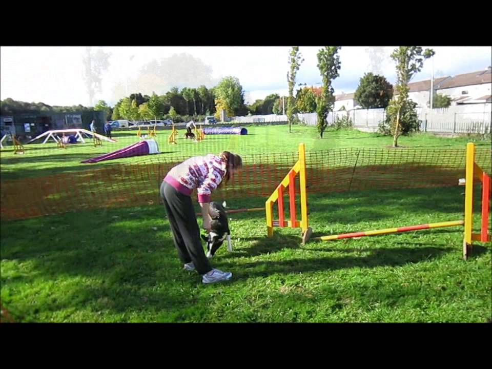 Working Trials Club of Ireland - Agility Foundations 20 October 2013 - YouTube