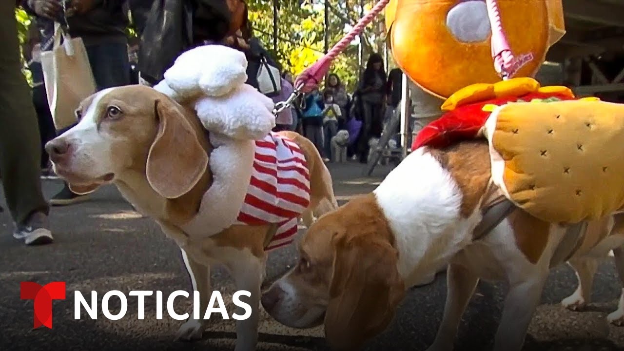 Celebran en Nueva York el Festival de Halloween para perros | Noticias ...