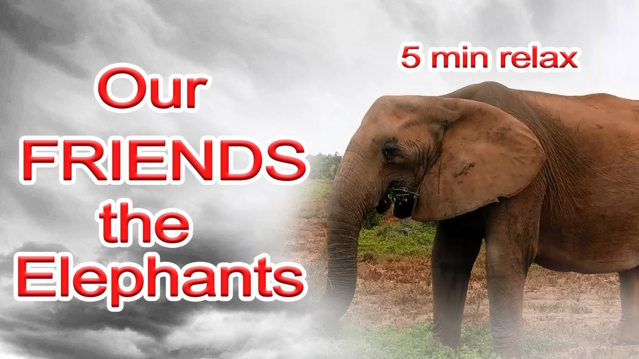 Our friends the elephants - YouTube
