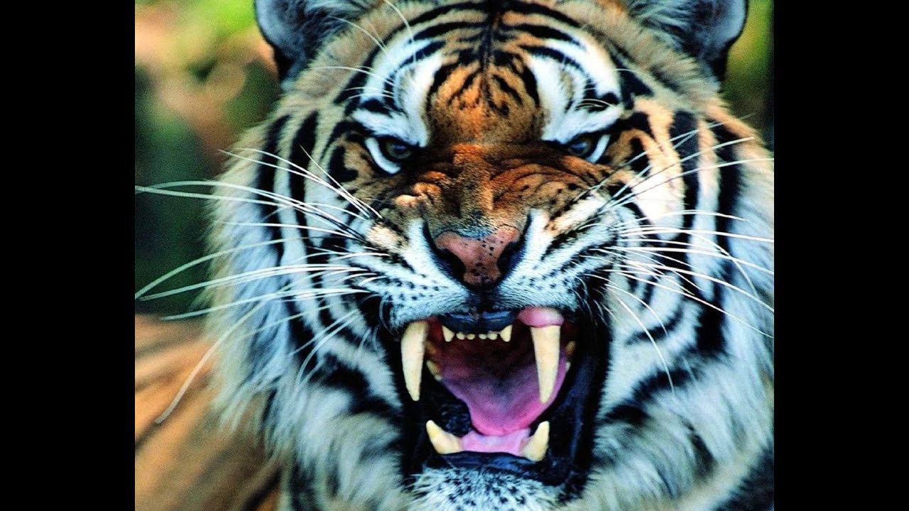 Tigar /Lion with nature HD video - YouTube