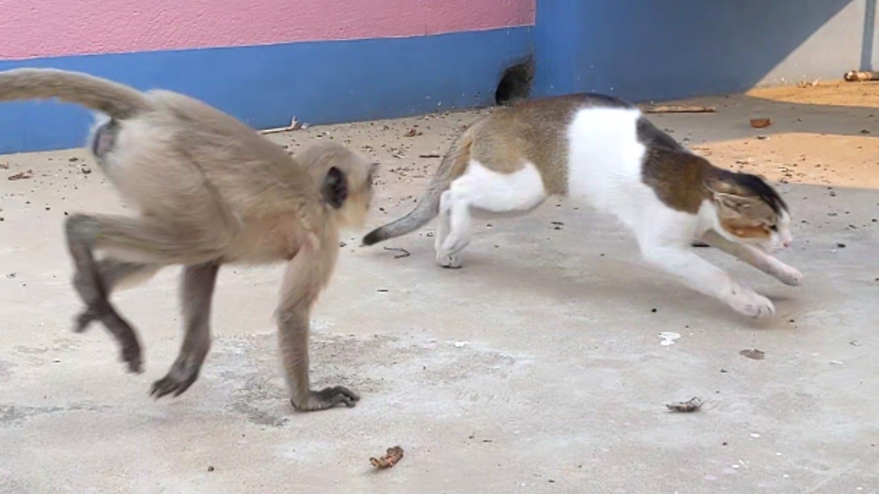 #monkey vs cat fight#Cat vs monkey who will win? #monkey /langoor vs ...