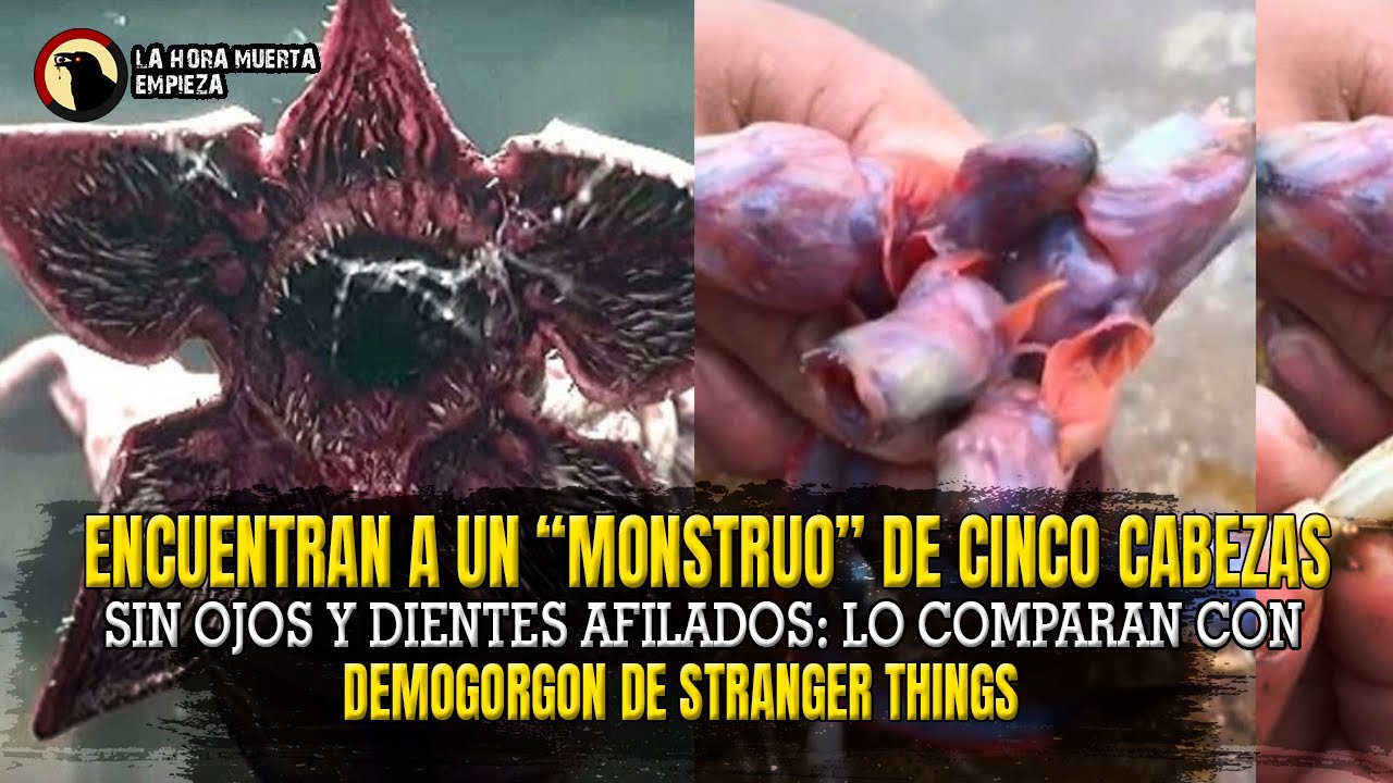 Encuentran a una criatura y la comparan con el demogorgon de Stranger ...