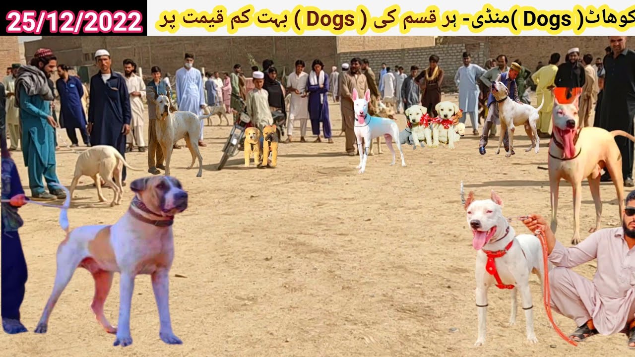 Pakistan Famous Dogs Market | Pitbull Ny Kohati Gultair Par Attack kr ...