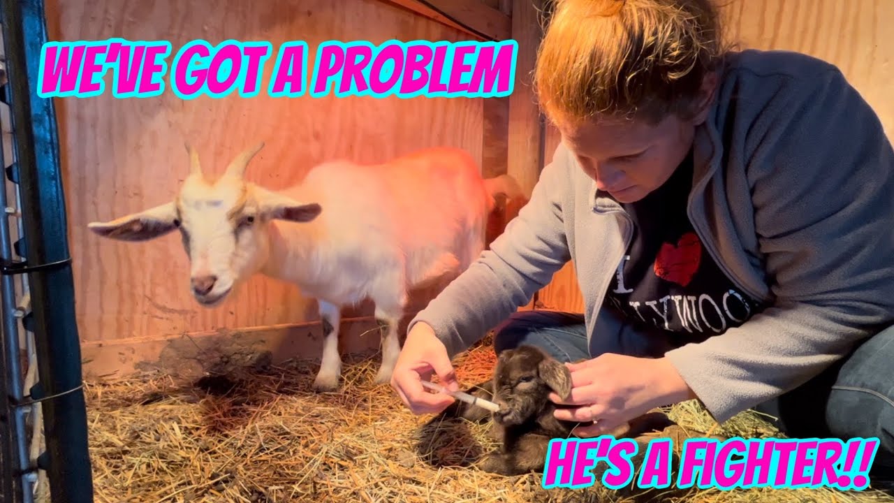 We’ve Got A Problem With The New Baby Goat!! - YouTube