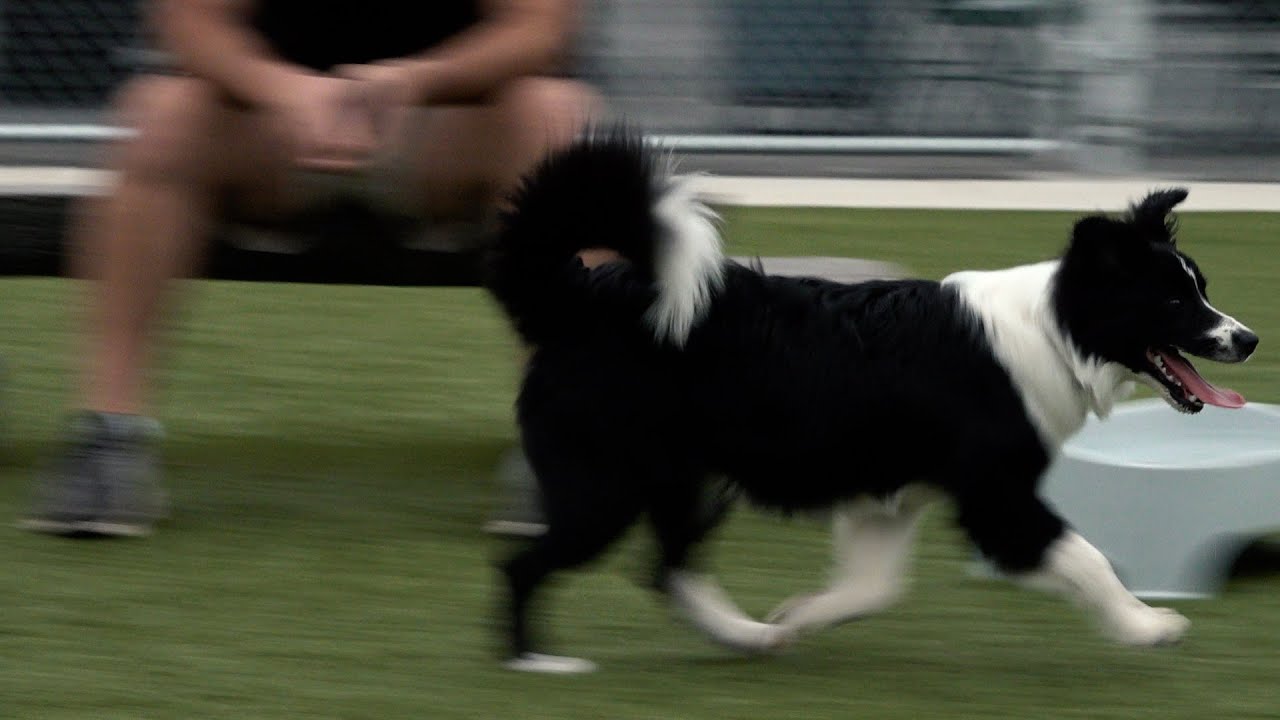 Sumter Today: Sumter SPCA Bark Park Celebrates First Year! - YouTube