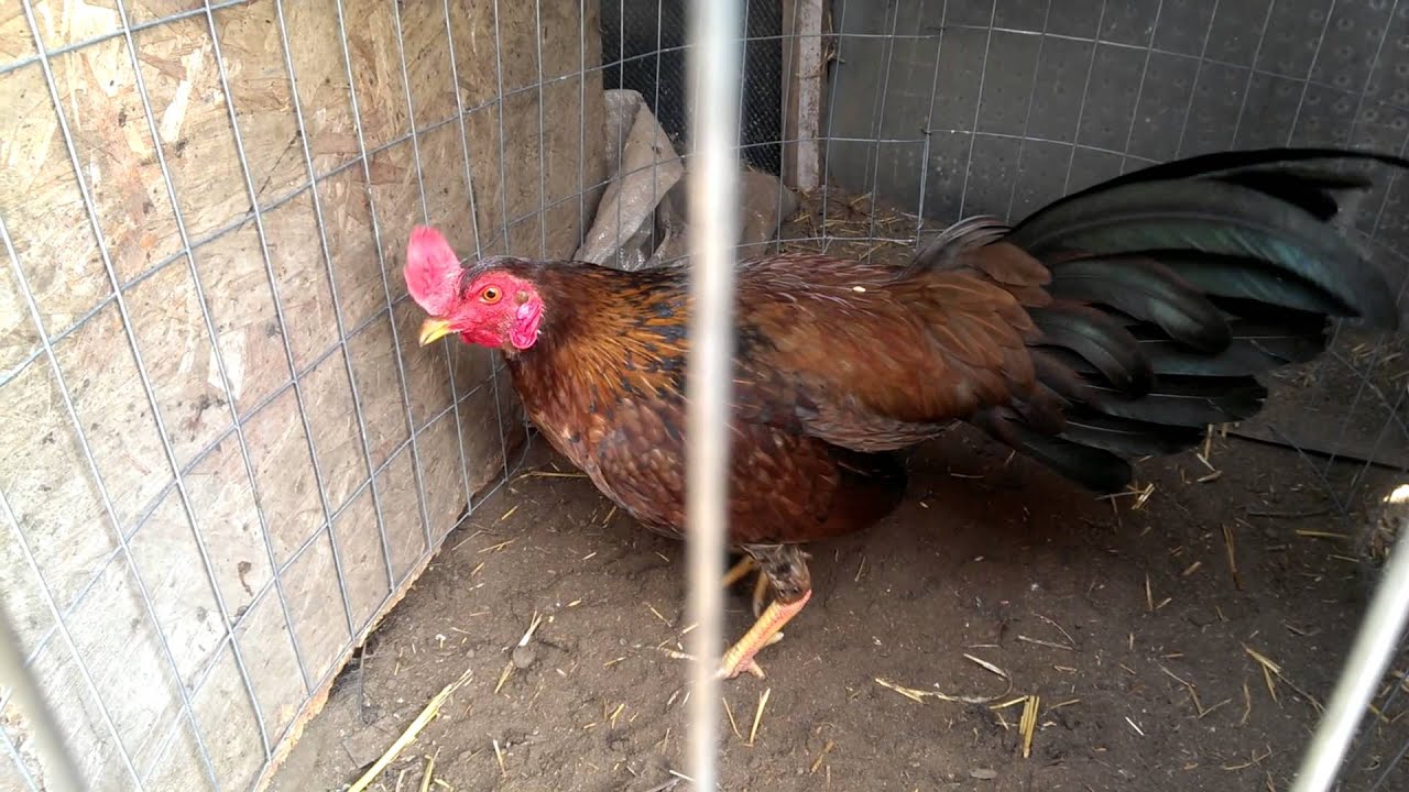 Asil/ hatch henny - YouTube