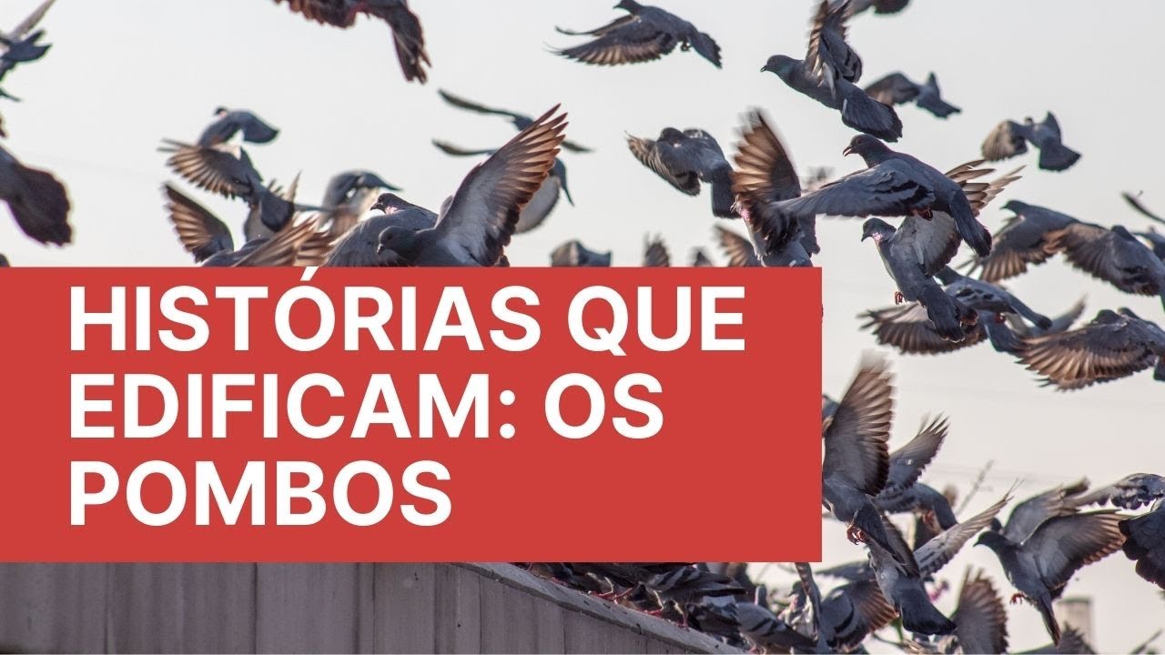 Histórias que edificam: Os pombos e a rede. - YouTube