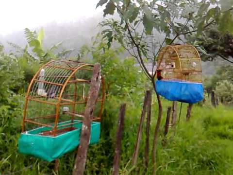 coleiro tui tui MACACO vs POMBO - YouTube