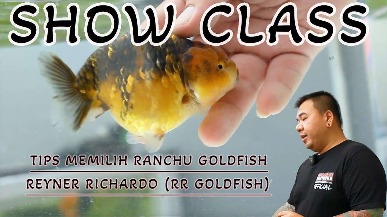 Cara Memilih Ranchu Goldfish yang baik dan Benar.. Tips Sortir Ikan Mas ...