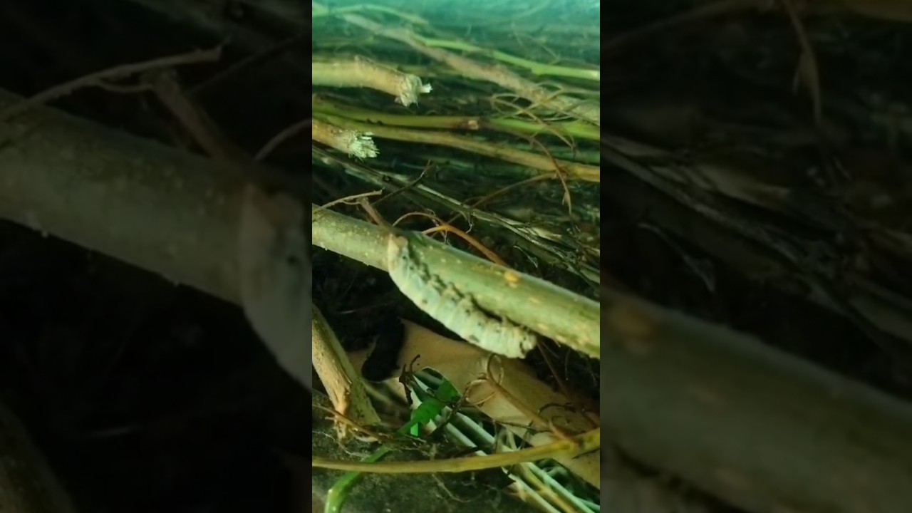 Silk Warm produce silk #silkworm #viralshorts - YouTube