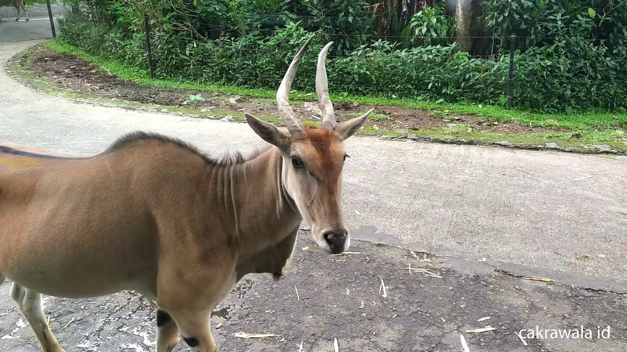 EXPLORE TAMAN SAFARI BOGOR - ISTANA PANDA - YouTube