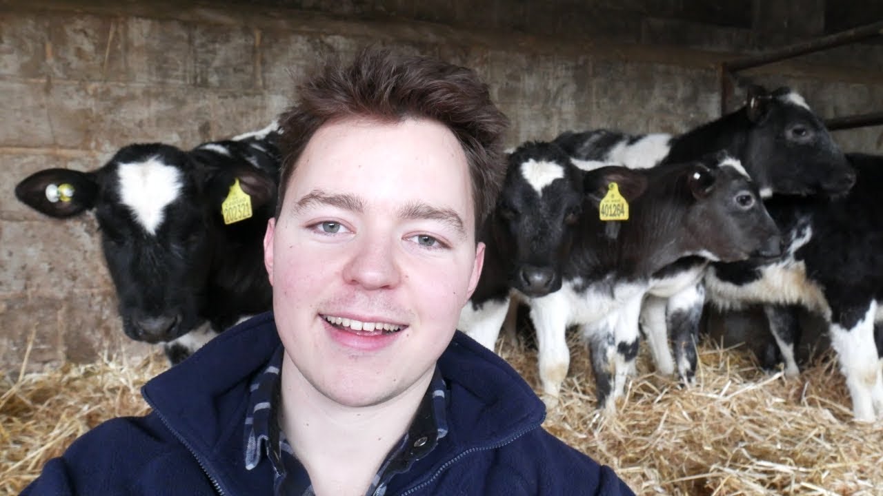 Meet My BABY Cows! - YouTube