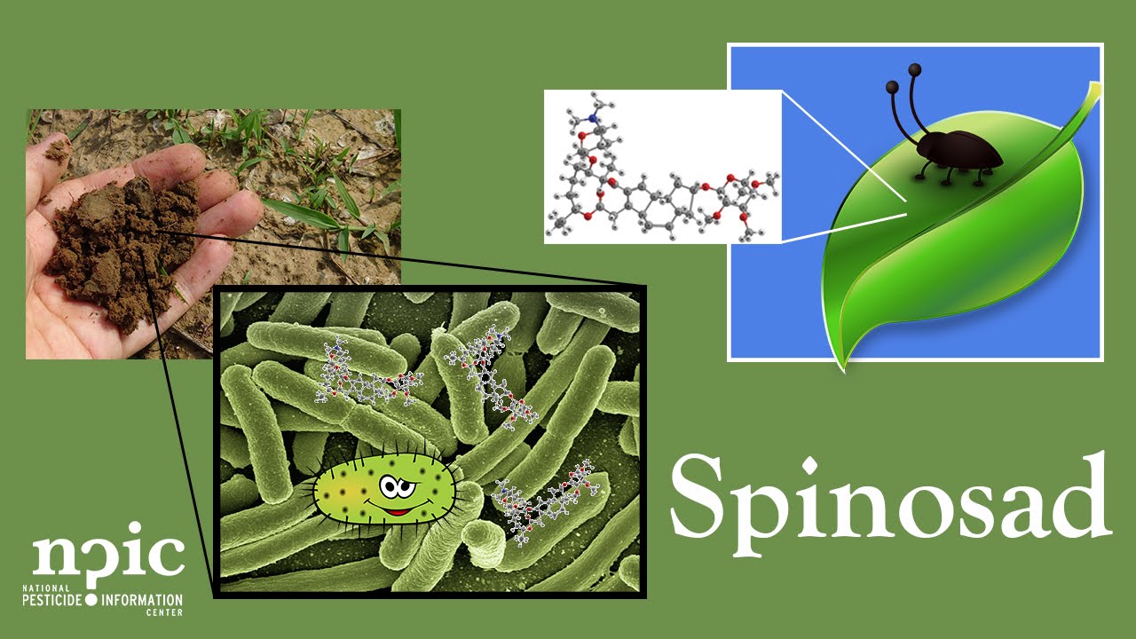 Spinosad - YouTube