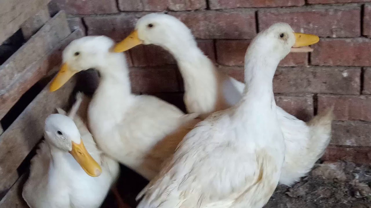White ducks sound effect - YouTube