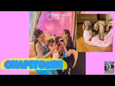 Chapitosiki🐶🐶🐕🐕🐩🐩Чапитосики🐶🐶Чапа и Тося🐕🐕🐩🐩