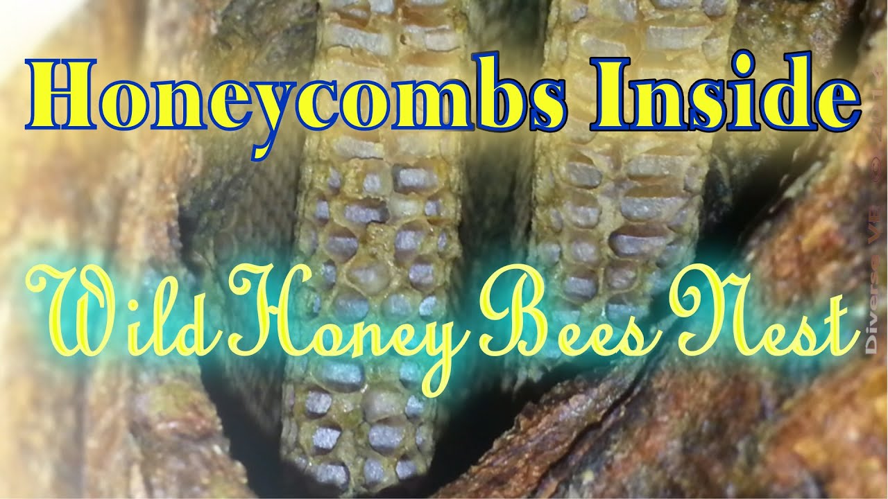 Honeycombs Inside Wild Honey Bees Tree Nest - YouTube