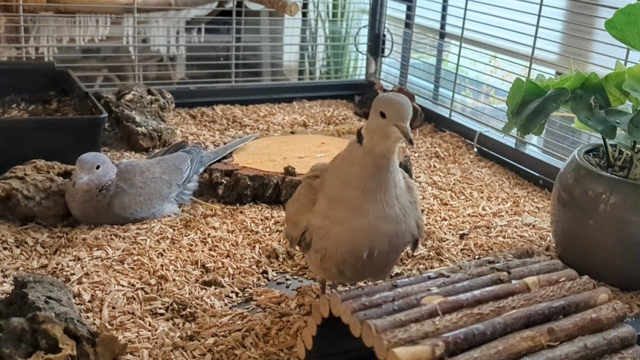 After bath preening with ringneck dove Skippy and Ellis is totally relaxing ... - YouTube