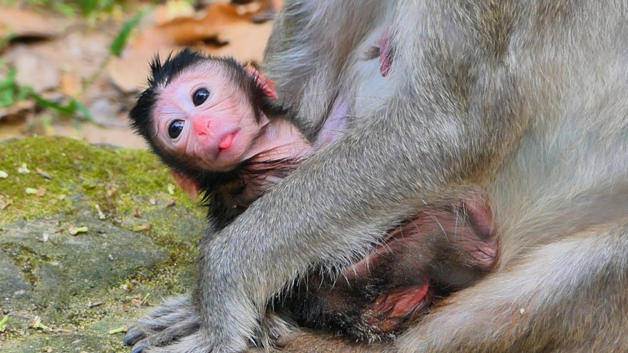 UPDATE.. TINY CUTE NEWBORN TODAY. - YouTube
