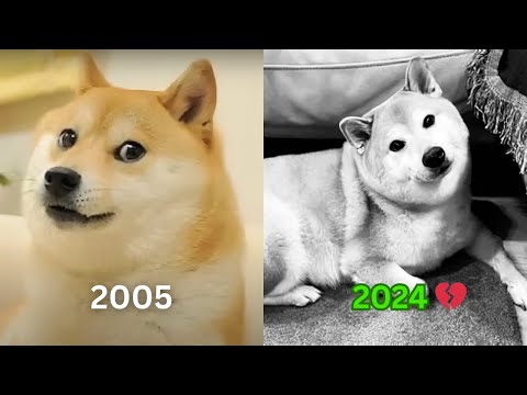 Iconic Dog and Cat Meme Legends Who Passed Away 💔