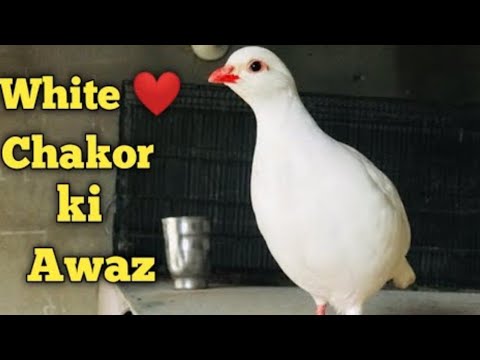 white chakor ki awaz | white albino partridge | Lalukhet market Karachi ...
