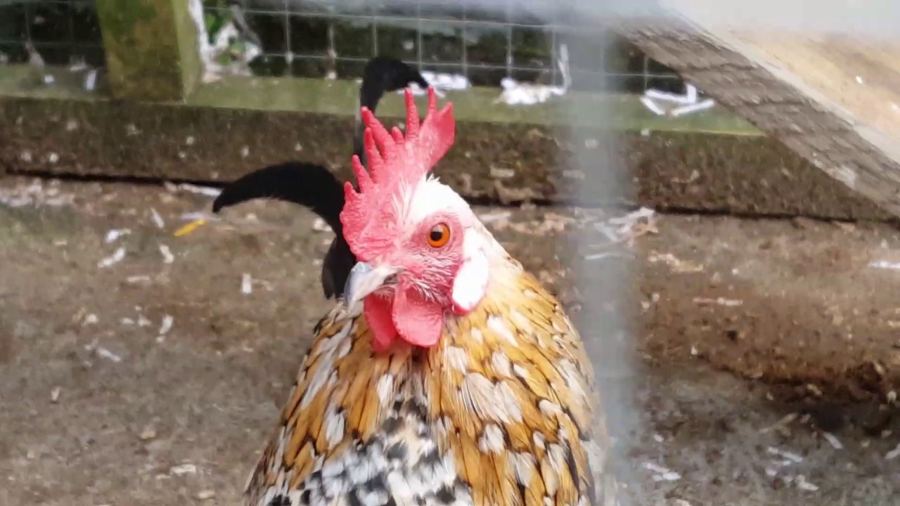 Dutch bantam cockerel crowing - YouTube
