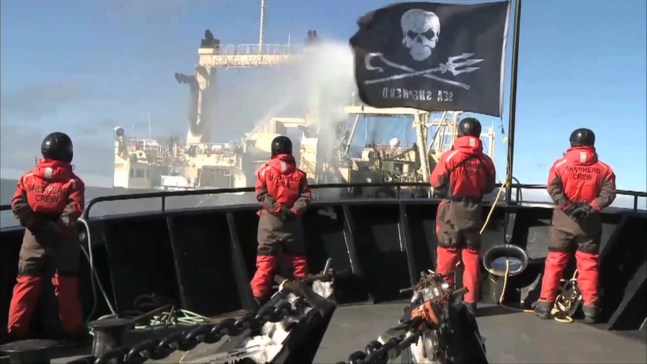 How To Become A Sea Shepherd
