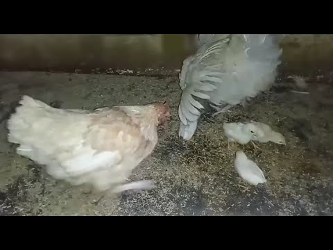 Angry Mother Hen - fighting to protect her chicks from other hen - YouTube