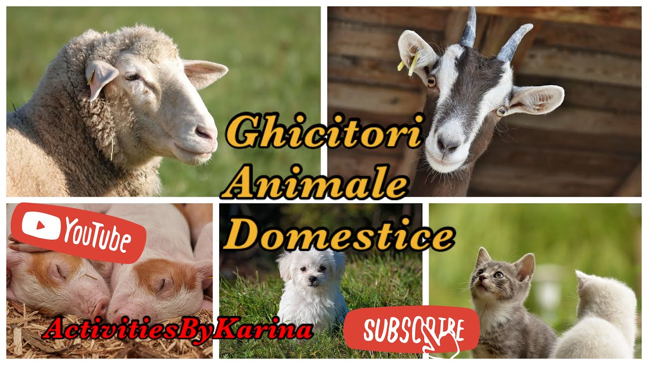 Ghiceste animalul | Ghicitori Scurte Animale Domestice 🐈‍⬛🐑🐇 - YouTube