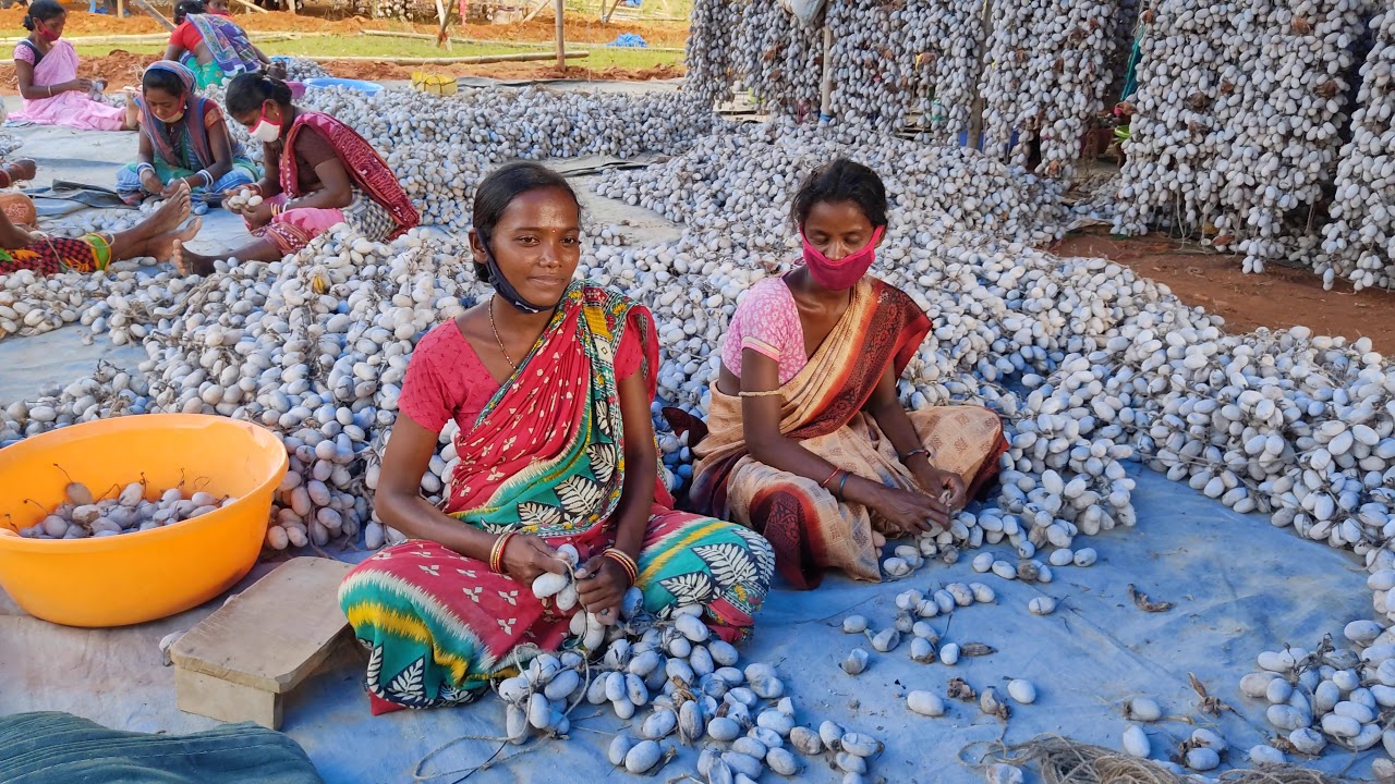 Tasar farming - YouTube