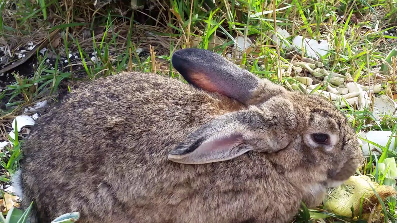 Friendly Rabbit Youtube