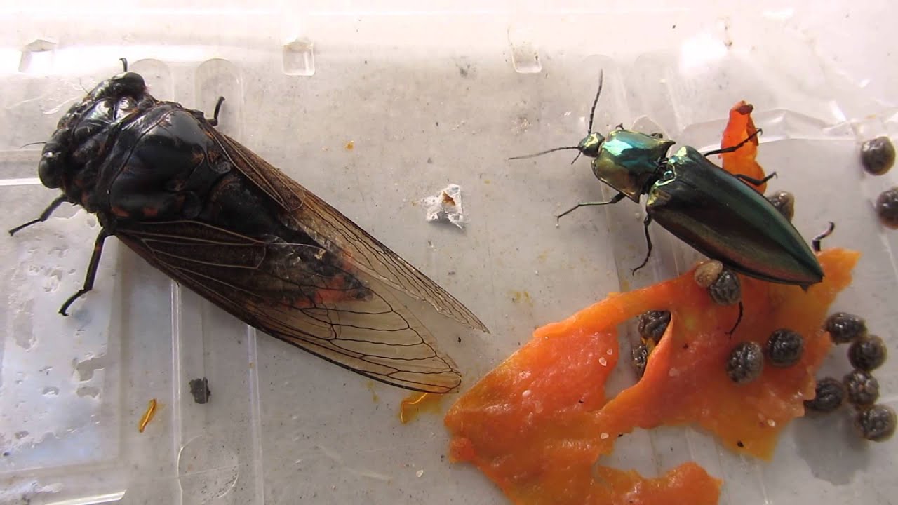 Cicada & iridescent beetle 1 - YouTube