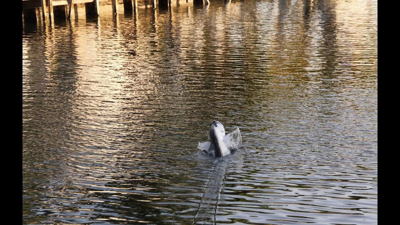Tarpon Fight - YouTube