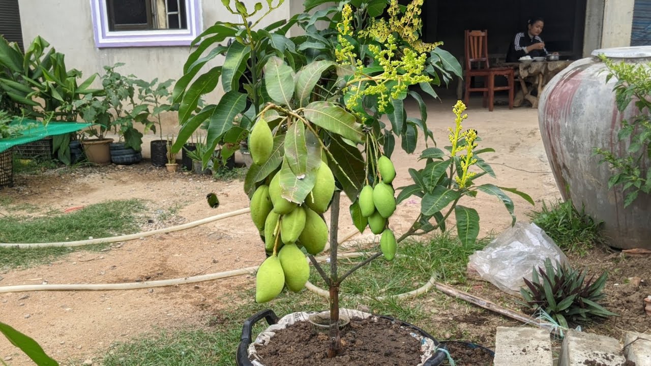 Techniques for Grafting Mango Trees to Grow Well - YouTube