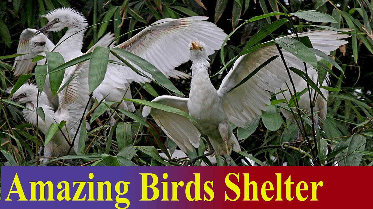 Amazing Birds Shelter in Village | Birds Village | HK Animals and ...