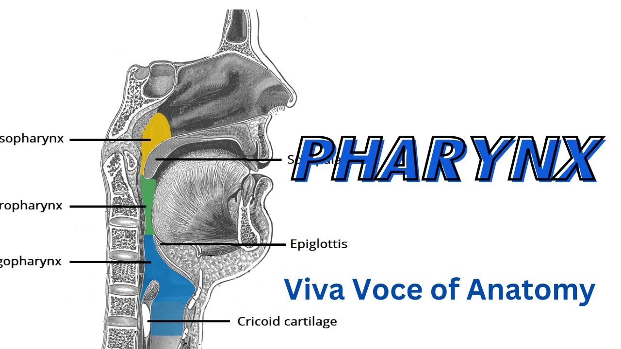 Nasopharynx And Oropharynx Youtube Anatomy Of The Pharynx And