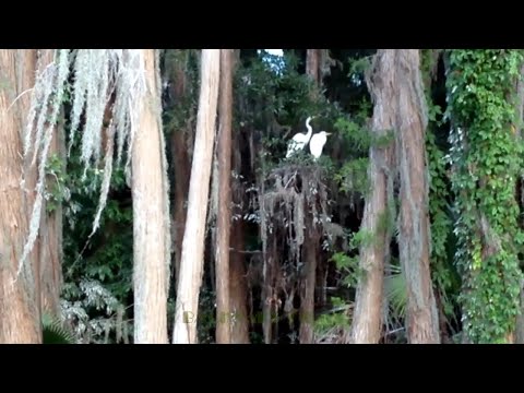 Great White Herons mating at Saddlebrook Resort Wesley Chapel Florida
