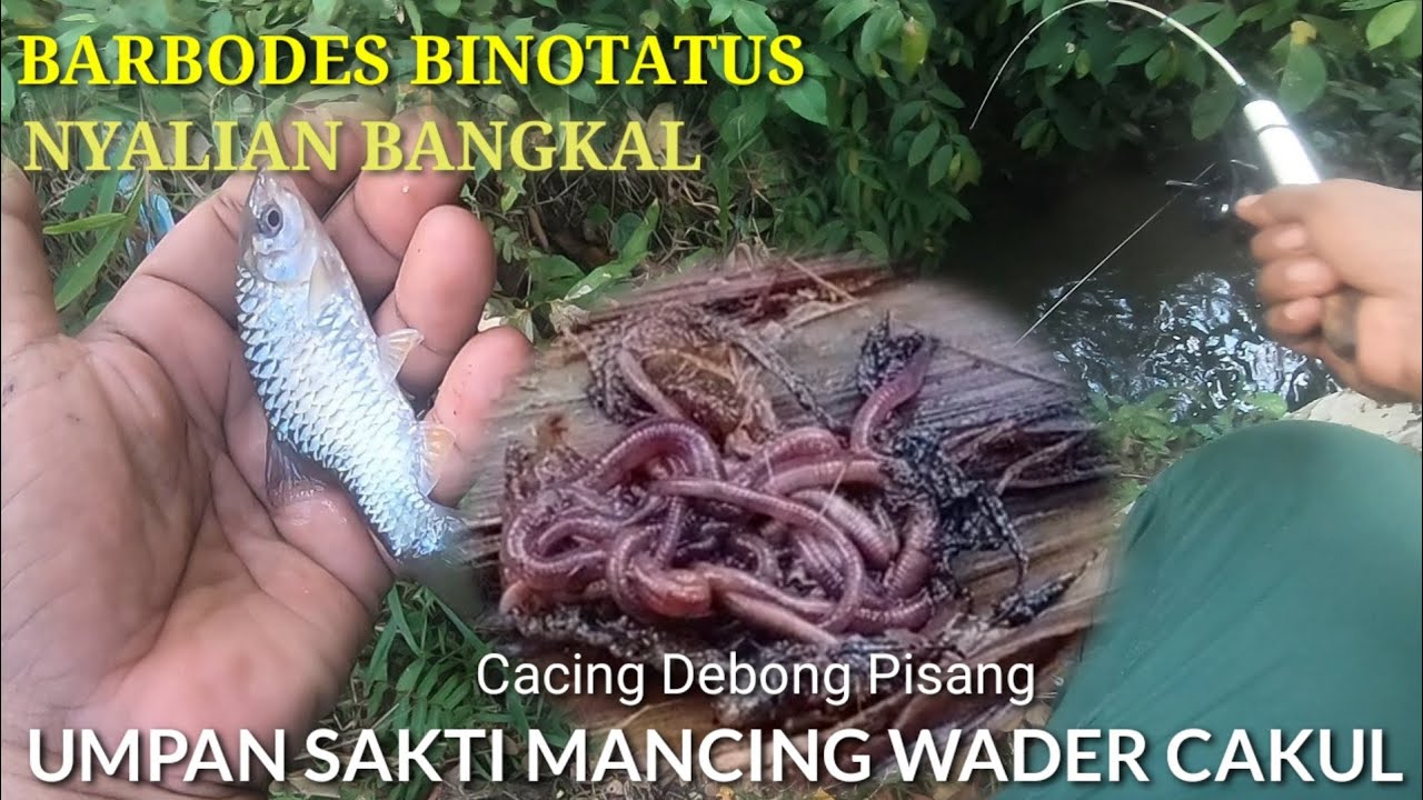 MICRO FISHING,MANCING IKAN WADER CAKUL (Barbodes Binotatus) ‼️ PAKAI ...