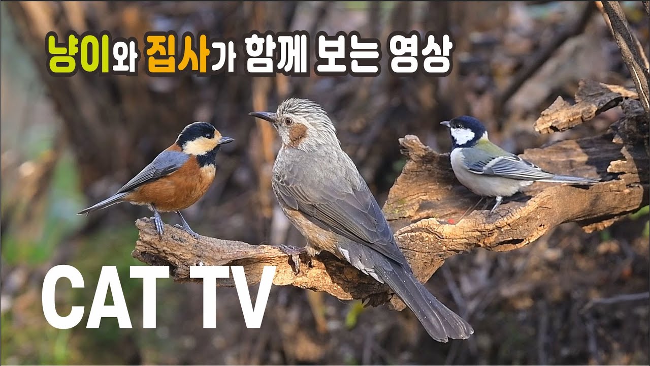Cat TV, cat video, 고양이가 좋아하는 영상, Video for Cats, 고양이를 위한 비디오, 고양이 시청영상 ...