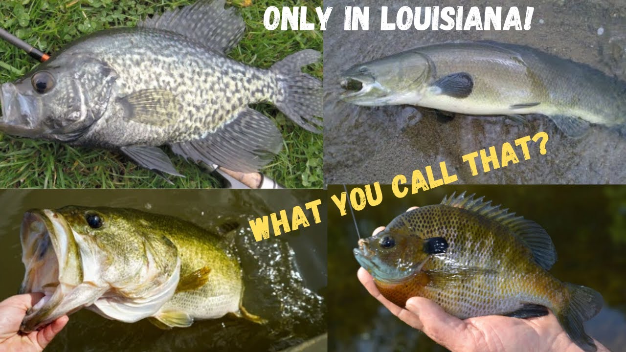 What we call fish only in Louisiana. Crappie, Warmouth, Bass, Bowfin ...