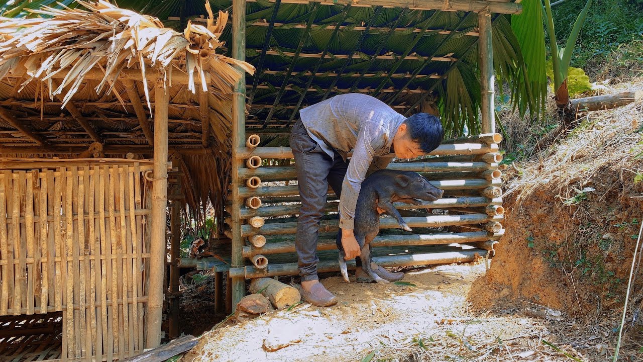 Build a bamboo barn for pigs... - YouTube