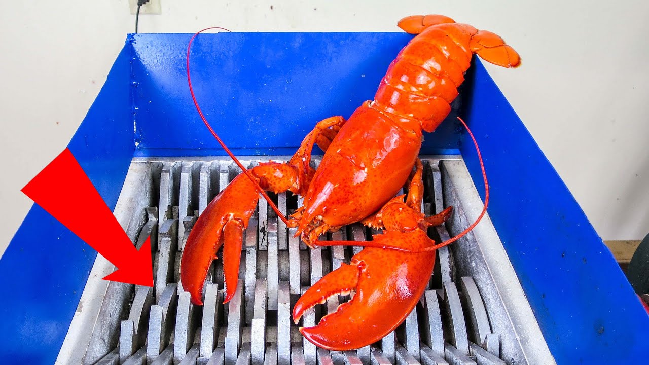 SHREDDING A GIANT LOBSTER! COOL EXPERIMENT - YouTube