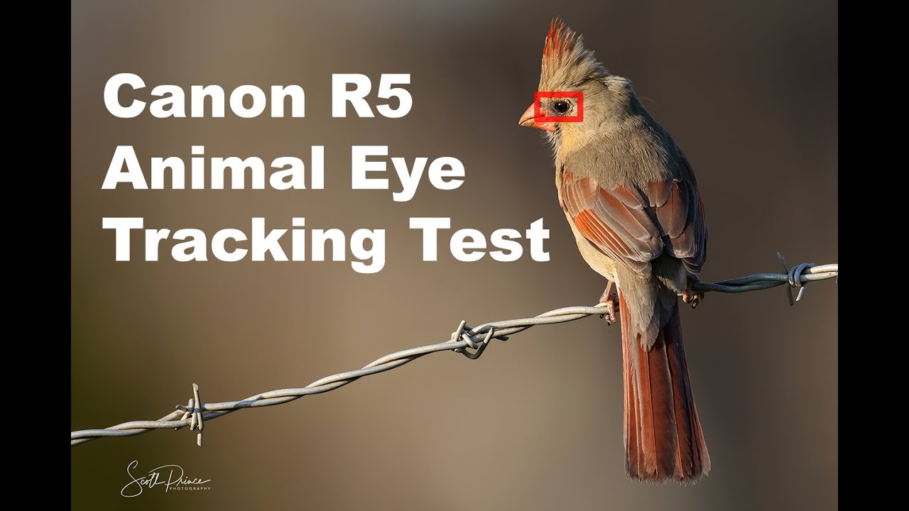 Canon R5 Animal Eye Tracking Test - YouTube