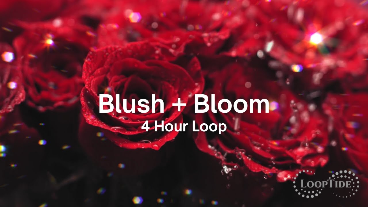 Wet Rose Petals | 4 Hour Loop for Valentine’s, Weddings, and Romantic ...