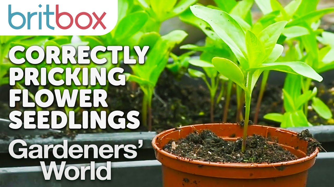 How to Correctly Prick Flower Seedlings | Top Tips | Gardeners' World ...