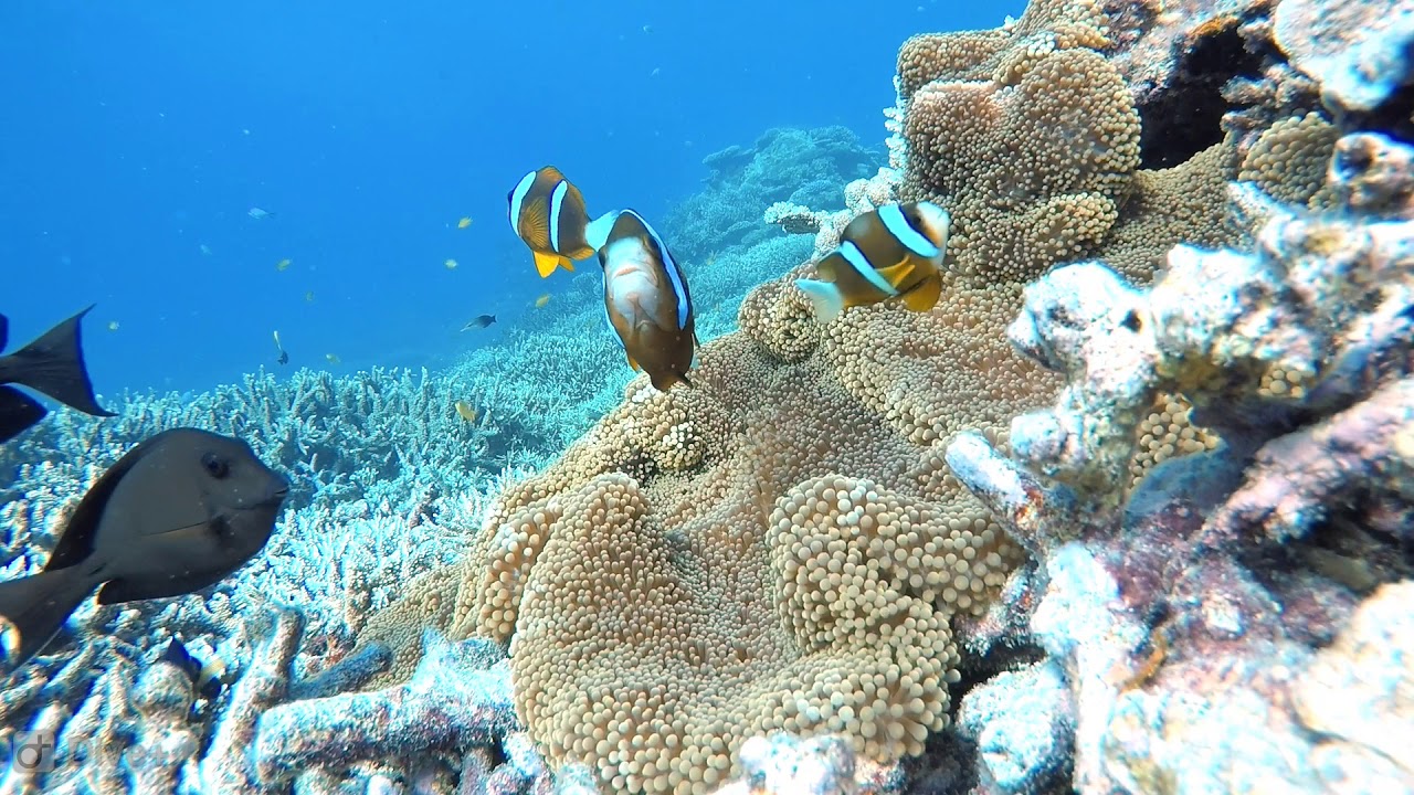Anemone fish on Lady Elliot Island Eco Resort - YouTube