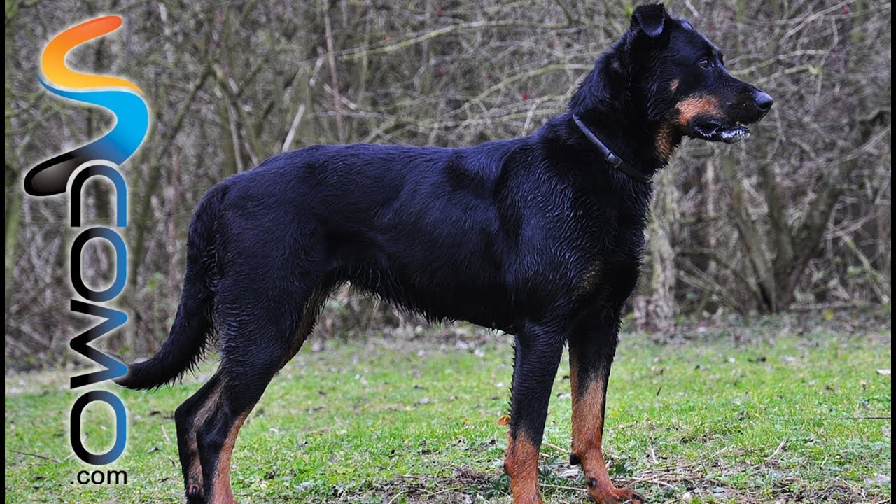 El perro Beauceron - YouTube