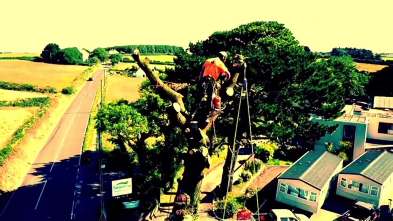 Tom Cox Tree Surgery - YouTube
